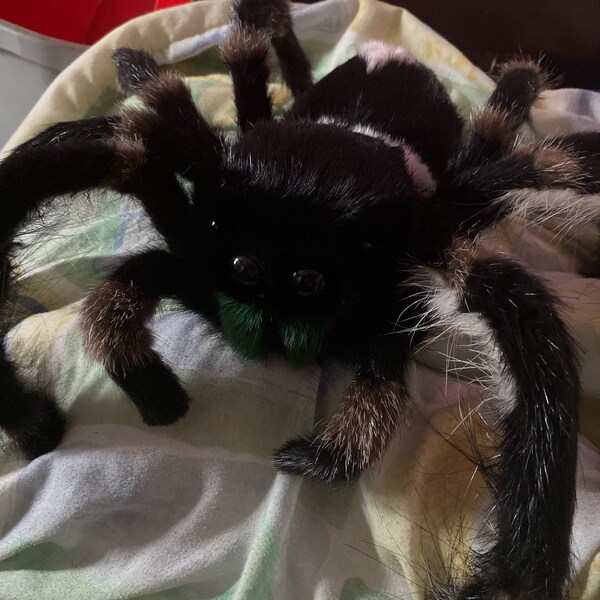 Realistic Tarantula Spider, Poseable Shelf Decor, Wall Mountable Faux ...