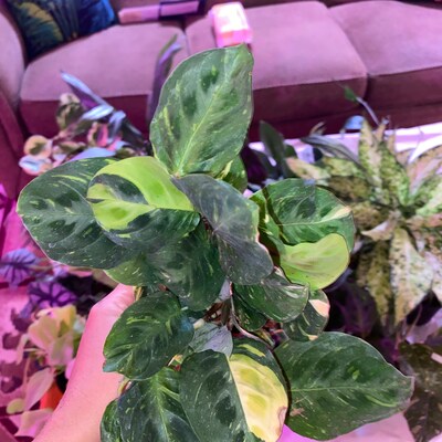 Variegated Maranta Beauty Kim 4 Pot ALL PLANTS Require You to Purchase ...