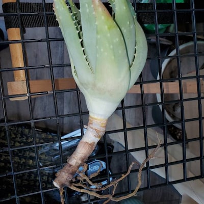 Aloe Brevifolia Alligator Crocodile Plant Rooted Young Pup FREE ...