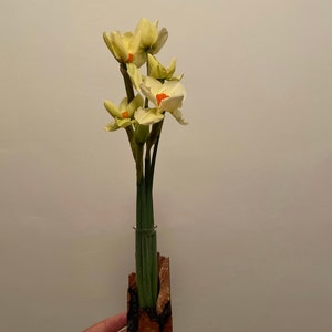 Small Desktop Single Stem Vase Propagation Stand Minimalist - Etsy