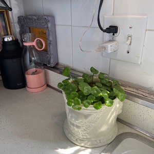 Hydrocotyle Vulgaris Copper Coin Plant, Chinese Coin Plant Marsh ...