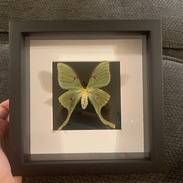 3 PRACTICE Grade Specimens of LUNA Moth Actias Luna - Etsy
