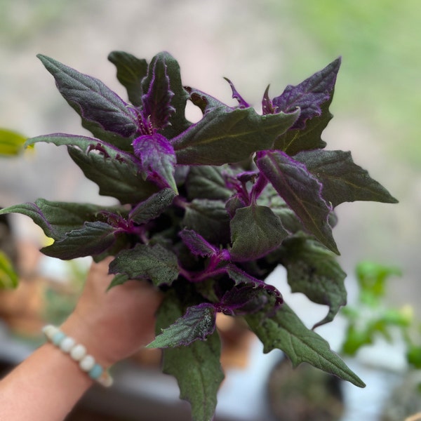 Purple Passion Aka Gynura Aurantiaca - Etsy