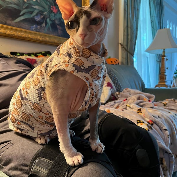 Sphynx Cat Shirt Sphynx Cat Clothes Hairless Cat Clothes Sphynx Cat ...