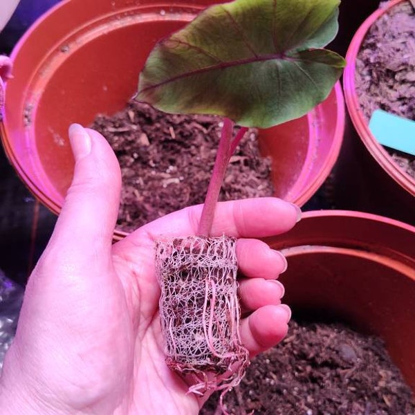 Live Colocasia "redemption", Elephant Ears Super Rare Starter Plant - Etsy