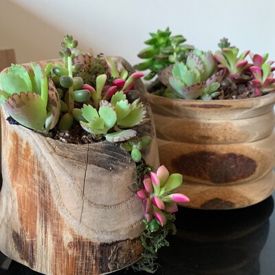Small Succulent Plants Random Succulents 5cm Pots Open - Etsy UK