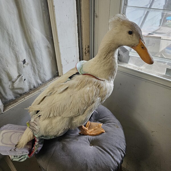 High Quality Duck Diaper, Goose Diaper, TURKEY GIRL Diaper, Open Tail ...