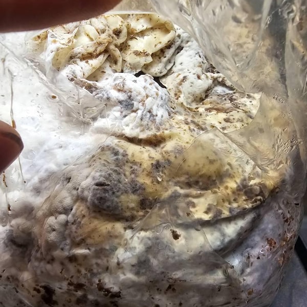 10lb Shiitake Mushroom Substrate Bag - Etsy