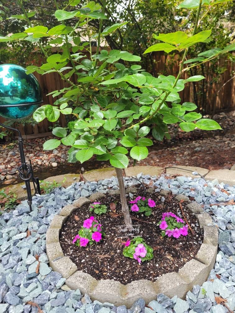 Rose Garden Signs Rose Labels Laser Engraved Custom Garden | Etsy