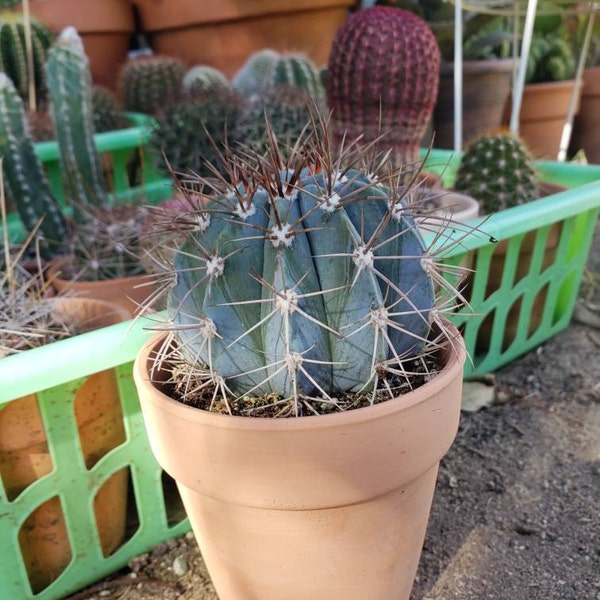 Melocactus Azureus,blue Cactus,live Cactus Plant,house Plant,succulent ...