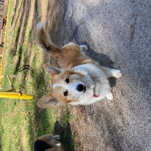 Personalized Corgi's Wink Mug Customizable Gift for Pet - Etsy