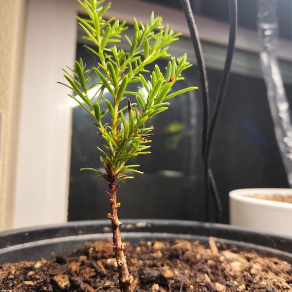 Giant Sequoia | Tree Seed Grow Kit | the Jonsteen Company - Etsy