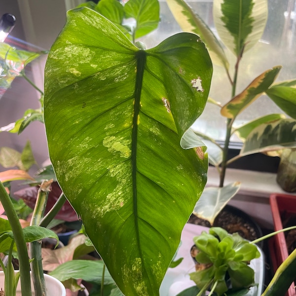 Epipremnum 'colorado Constellation' Rare Pothos - Etsy