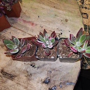 Fuzzy Echeveria Pulvinata Devotion Ruby Slippers Succulents Plants 2 ...