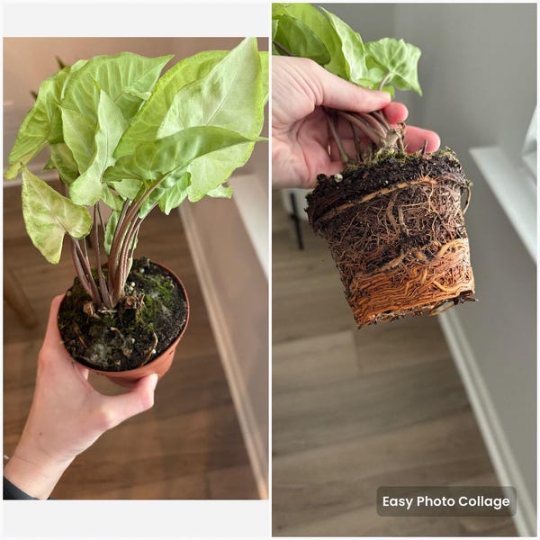 Hunter's Venom African Violet Live Plant, Young Starter in a 4" Pot ...