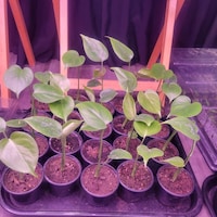 Adenium Obesum 'desert Rose' Picotee Hybrid 10pc Seeds - Etsy