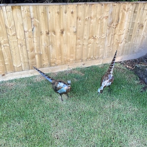 Metal Pheasant Garden Ornament Sculpture Art Handmade Recycled Metal ...
