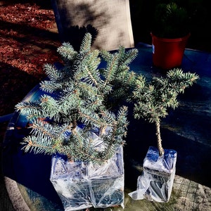 Syringa X Hyacinthiflora 'declaration' Lilac Live - Etsy