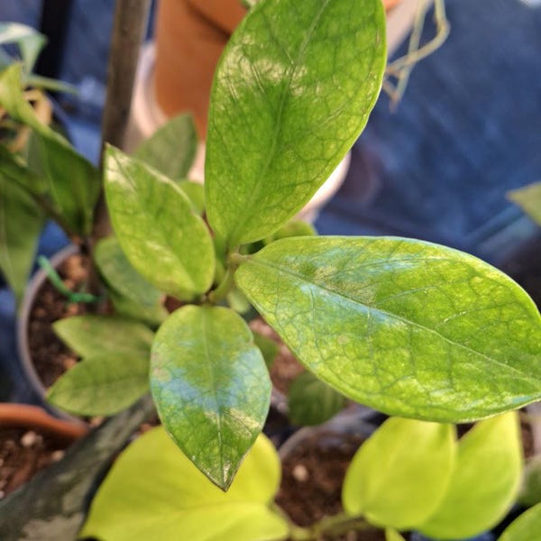 Variegated Maranta Prayer Plants, Beauty Kim Variegated, High ...