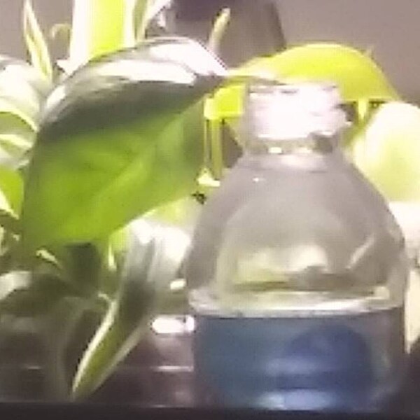 Global Green Pothos | Epipremnum Pinnatum | LIVE House Plant | Nodes ...