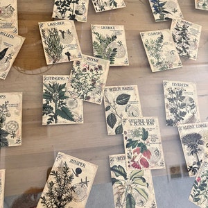 6 Different Antique Garden Roses Seed Packets DIGITAL Sheet | Etsy