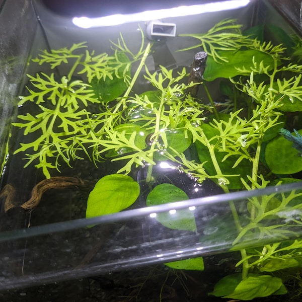 BUY 2 GET 1 FREE Water Sprite (water Fern, Indian Fern)-easy Live ...