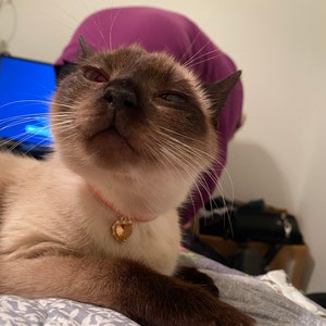 Princess Cat Collarrhinestone Cat Collarblush Pink Velvet - Etsy