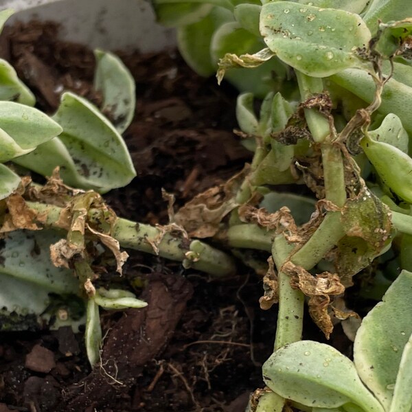 Variegated Prickly Pear Pads, Rare Plant - Etsy