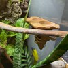 Mushroom Gecko Ledge | Crested and Gargoyle Gecko Feeding Ledge ...