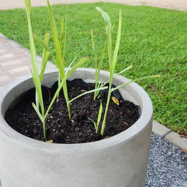 Mini Blues Blueberry Bush - 1 Live Plant- TLMAGIC - Etsy