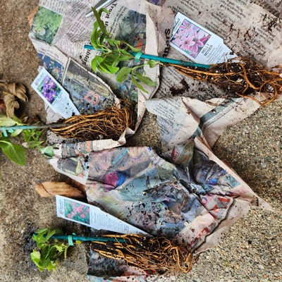 CLEMATIS 'EDDA'. Plant. Perennial. - Etsy