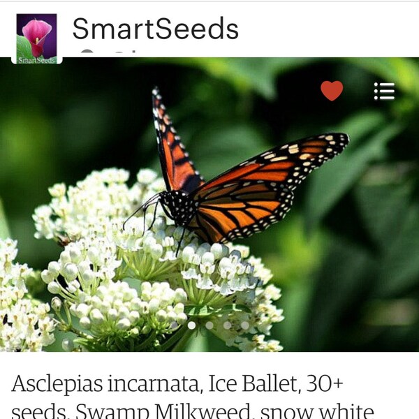 Asclepias Incarnata, Ice Ballet, 25 Seeds, Swamp Milkweed, Snow White ...