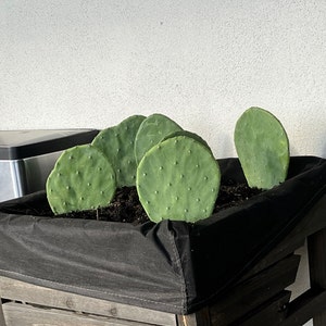 6 Spineless Thornless Edible Nopales Prickly Pear Cactus Pads - Etsy