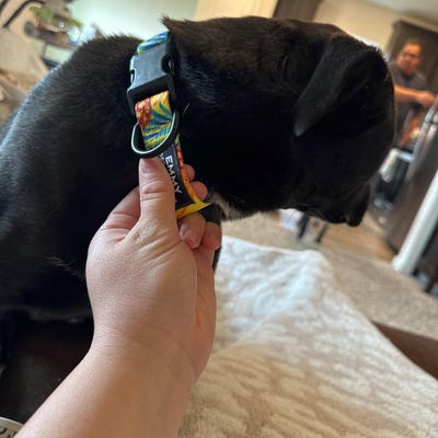 Treeline Dog Collar Trees Forest Nature Outdoors - Etsy