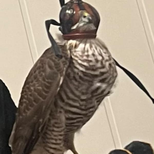 Steve Tait Style Falconry Dutch Hood: Two-tone Calfskin Bird Hood - Etsy