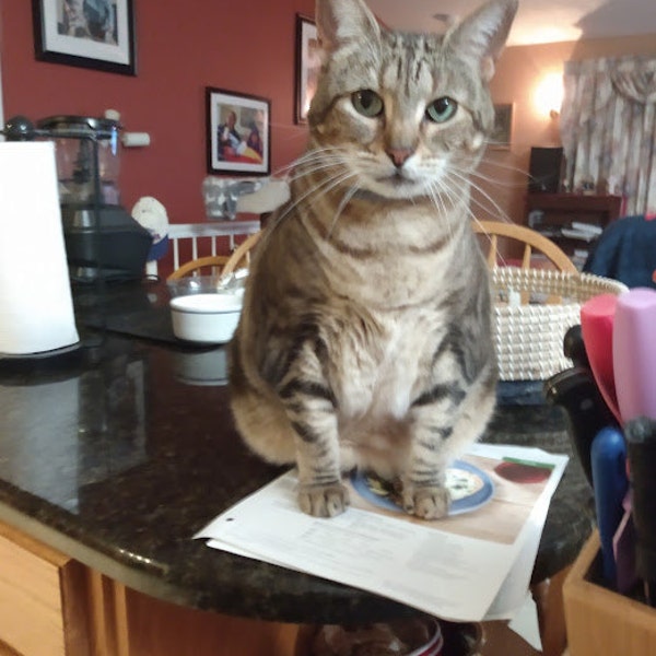 Catnip "nug" Cat Toys - Etsy