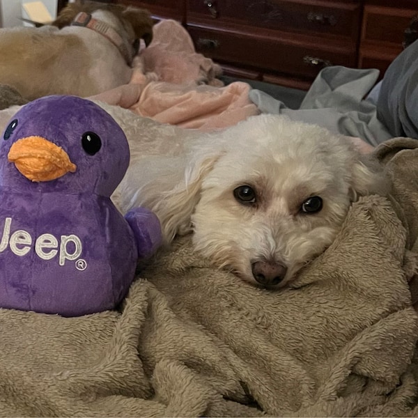Jeep Duck Plush - Etsy