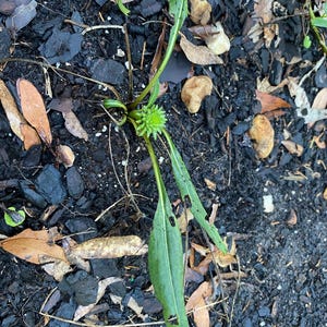 Coreopsis Shades of Rose tickseed 3 Well Rooted Starter Plants in 1 Qt ...