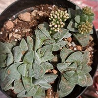 RARE Crassula Tabularis Pagoda Village Succulent Plant 2 Pot - Etsy Canada