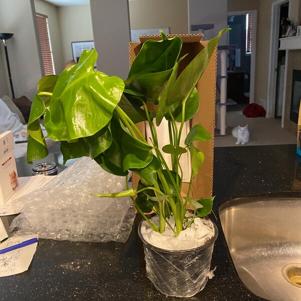 Monstera Deliciousa Live Indoor Plant, Easy Care Low Light Houseplant ...