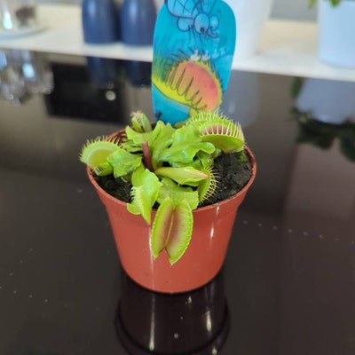 Mixed Alpine Plants Vibrant Garden Perennial Large Flowering Rockery ...