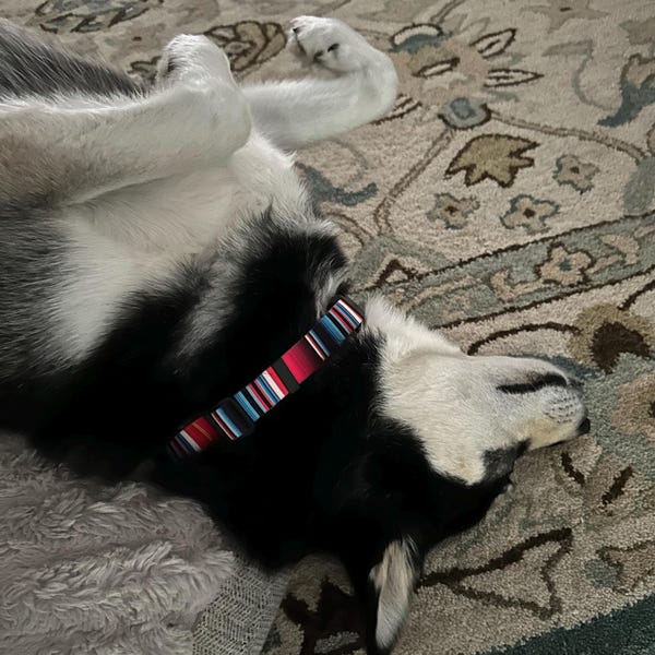 Treeline Dog Collar - Trees | Forest | Nature | Outdoors - Etsy