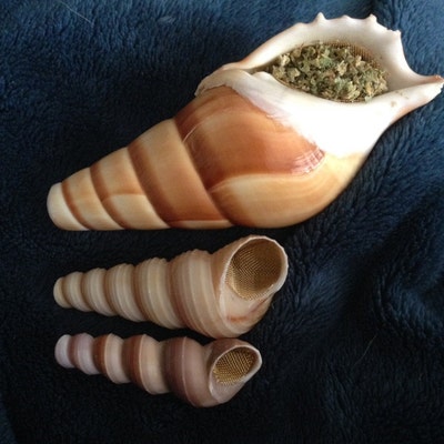 The Magic Conch Mini Size Caramel by Shellpipe free Pipe & Screens W ...