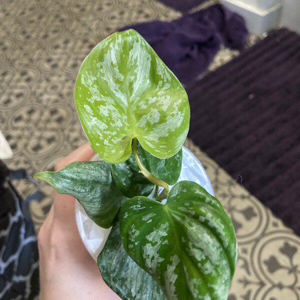 Philodendron Brandtianum Aff (wild Form) - Etsy