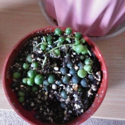 4 Pack 2 Assorted Varieties Succulents Potted - Etsy