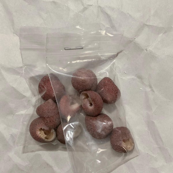 Strawberry Top Red Seashells Clanculus Puniceus (5 Shells Approx. 0.5 ...