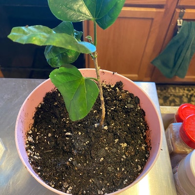 Athens Blue Princess Glory Bush Planttibouchina Urvilleanasmall Starter ...