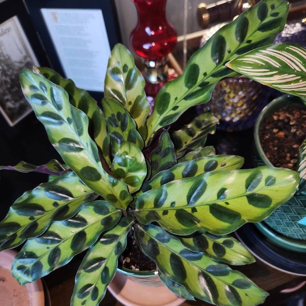 Mican Philodendron Velvet Leaf Philo Indoor & Outdoor Live Tropical ...