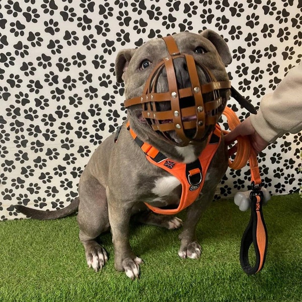 Large Leather & Metal Basket Dog Muzzle Fits Amstaff, Pitbull, Staffy ...