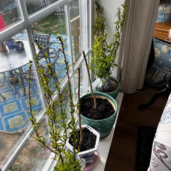 Viburnum Plicatum 'popcorn' Live Plant Perennial Shrub White Snowball ...